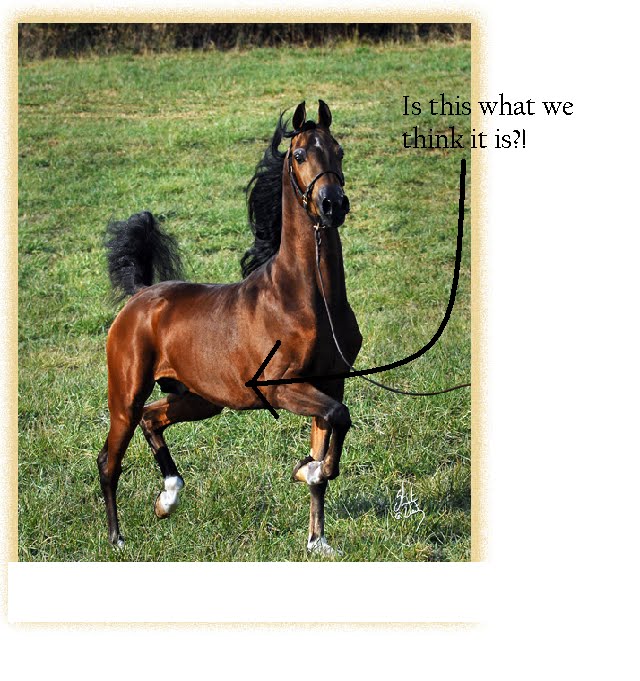 Total Celtic Mythological Drama!