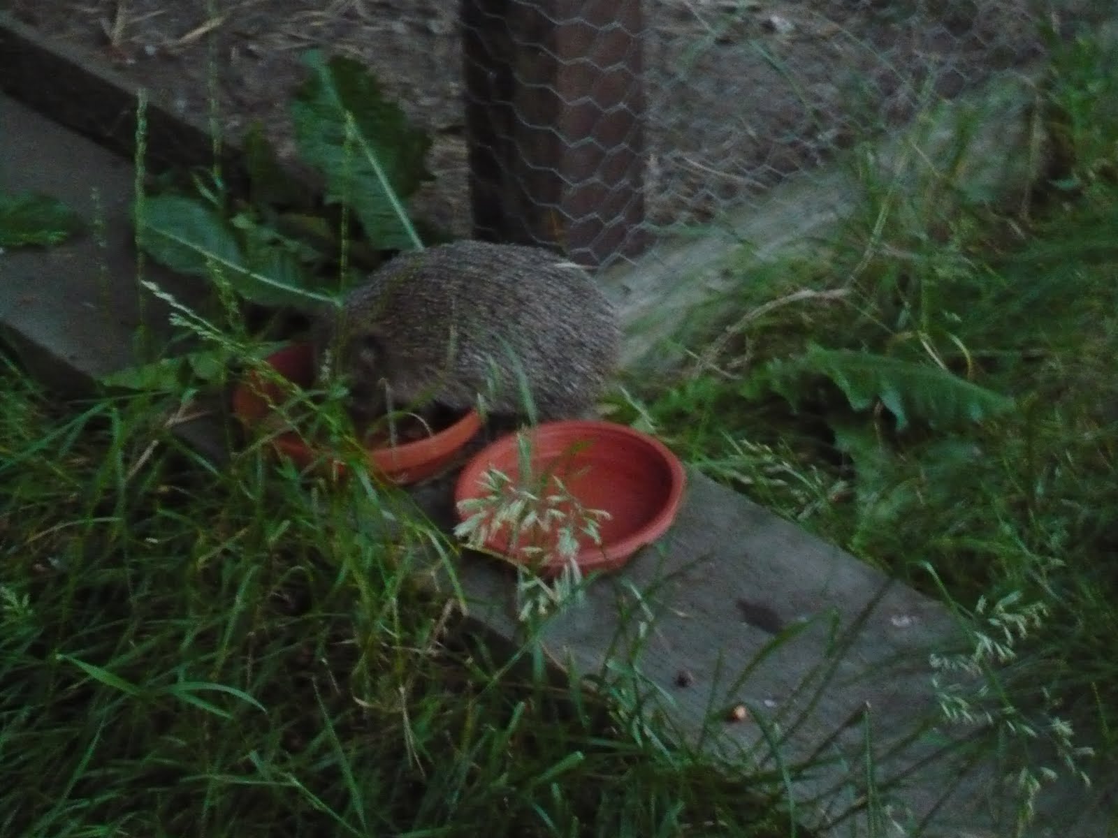 Praten met vrije dieren: De egel en mijn egovraagstuk