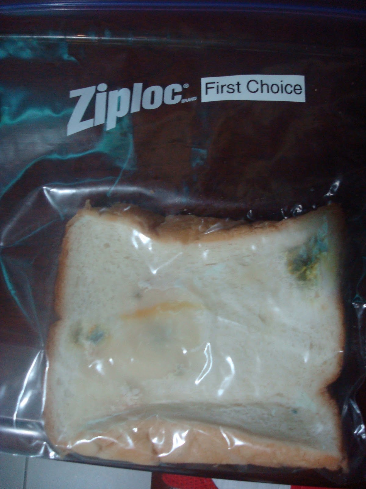 Mould on bread: Day 5 - Observation