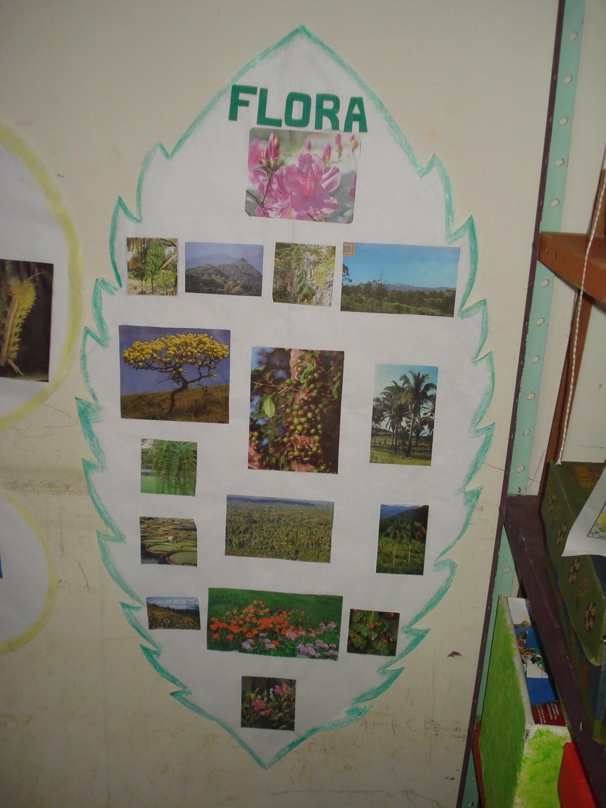 Amo trabalhar com crianças: PROJETO: PLANTAS MEDICINAIS DA NOSSA ...