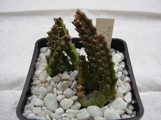 La belleza es subjetiva: Orbea