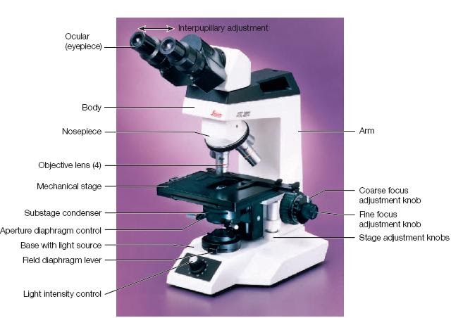 Microbiology: The Light Microscope
