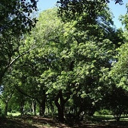 Paisajista Laila Huber: ÁRBOLES NATIVOS: Inga uruguensis (ingá, angá ...