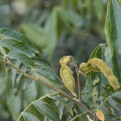 Paisajista Laila Huber: ÁRBOLES NATIVOS: Inga uruguensis (ingá, angá ...