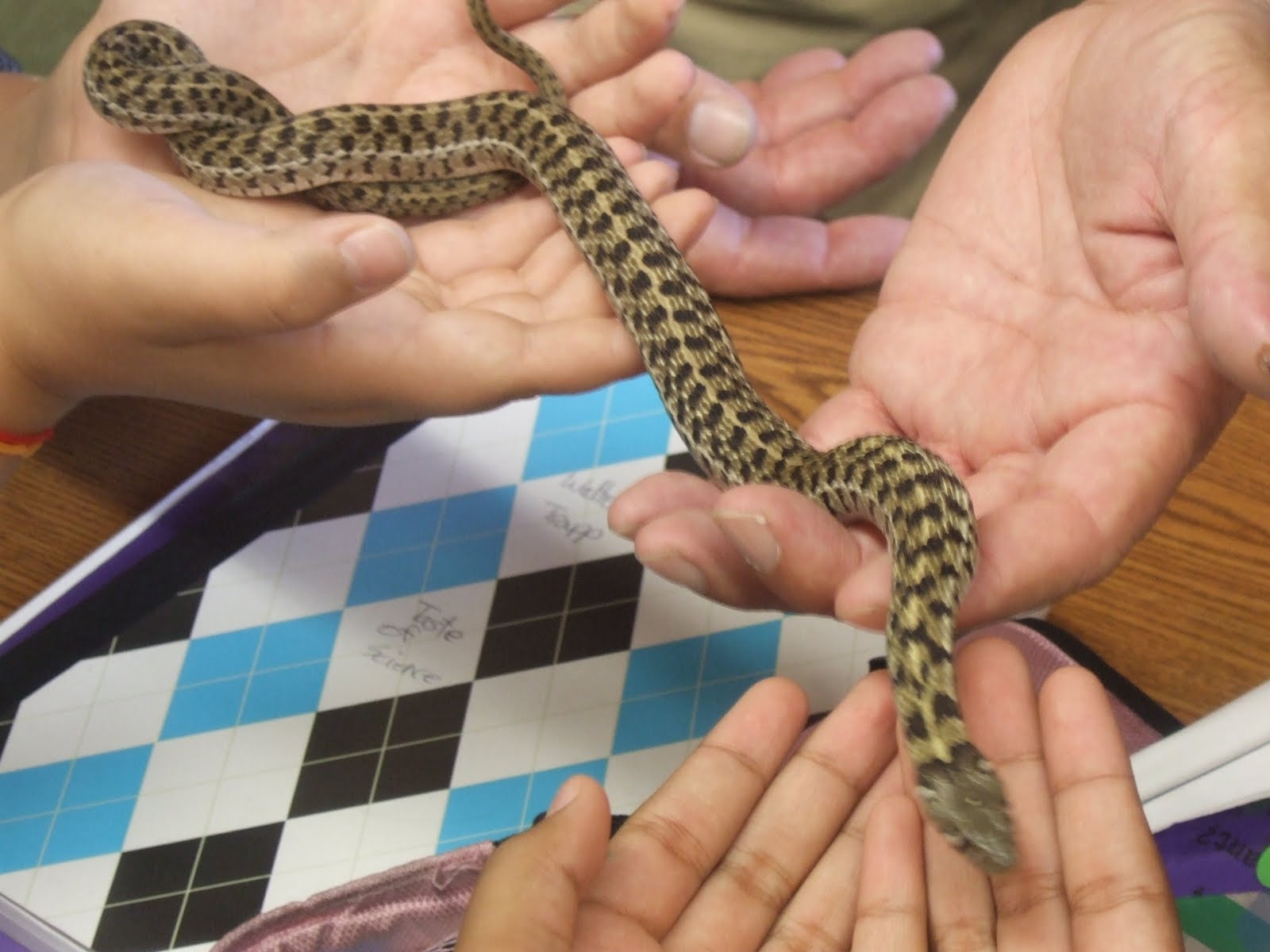 In Small Gardens: Snakes in Classrooms