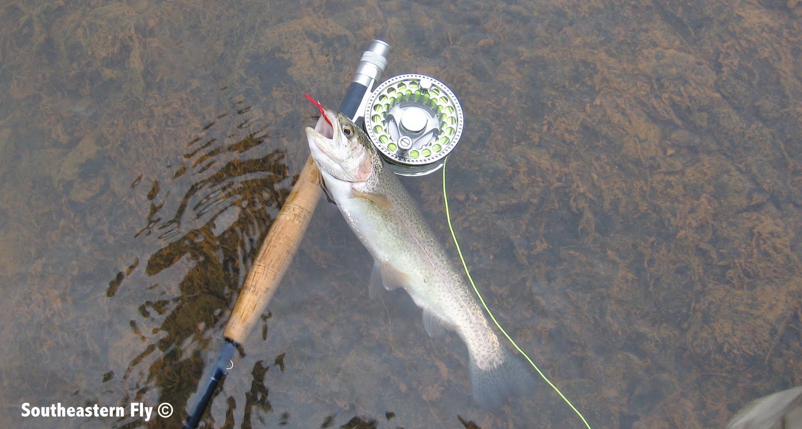 Southeastern Fly: Elk River TN Fishing Report