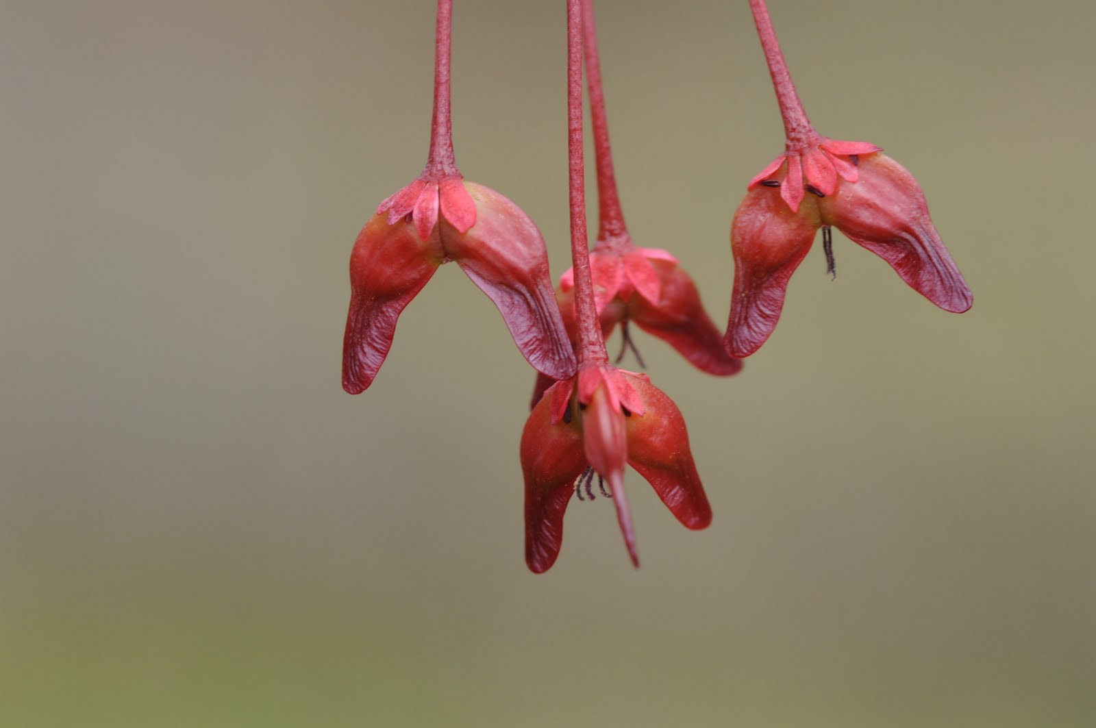 An Adirondack Naturalist in Illinois: A Walk in the Park