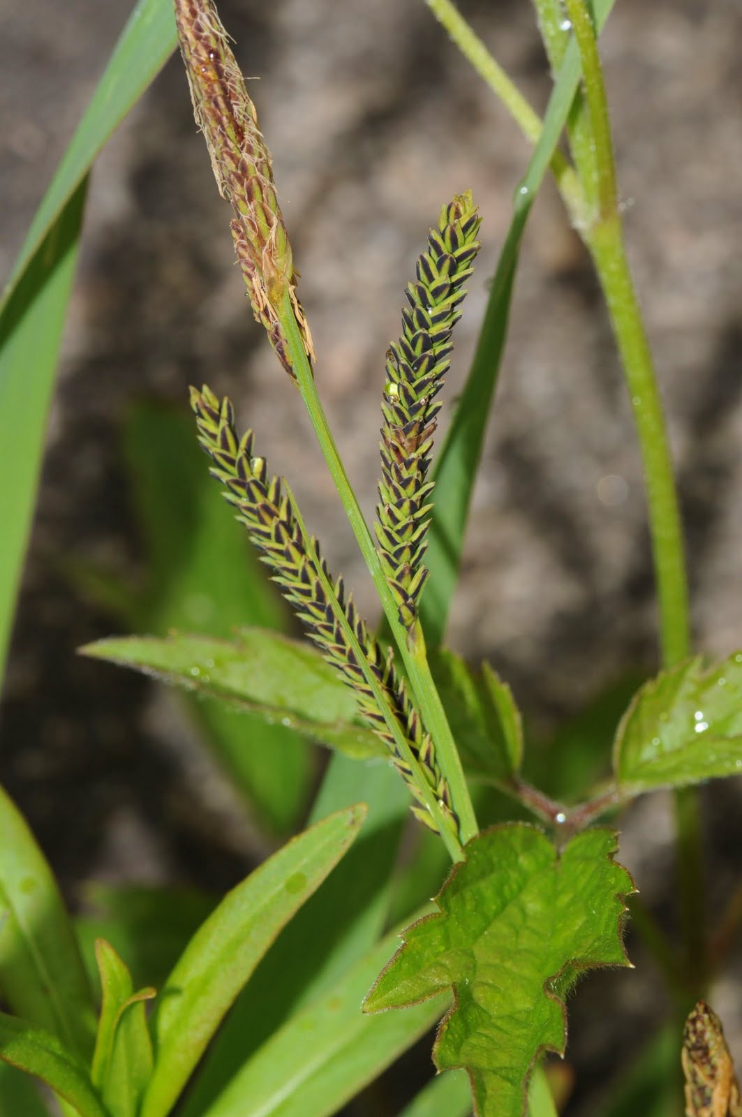 Overlooked Adirondack Grasses, Sedges and Rushes - - The Adirondack ...