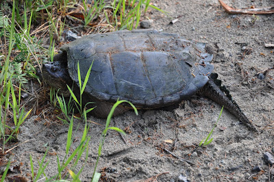 An Adirondack Naturalist in Central New York: Turtle Alert