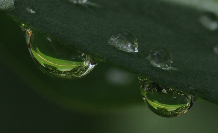 An Adirondack Naturalist in Central New York: Humid Morning in the Garden