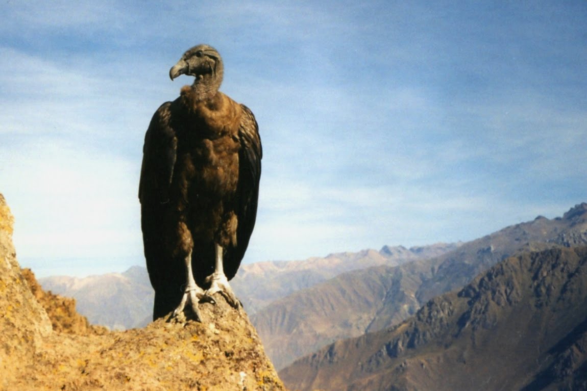 NATURALEZA 2010: CONDOR