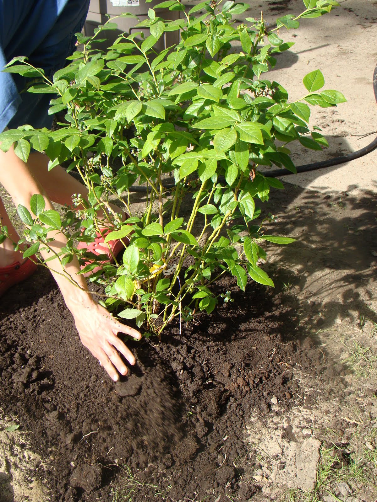 The Old White Farmhouse: Planting Blueberry Bushes!