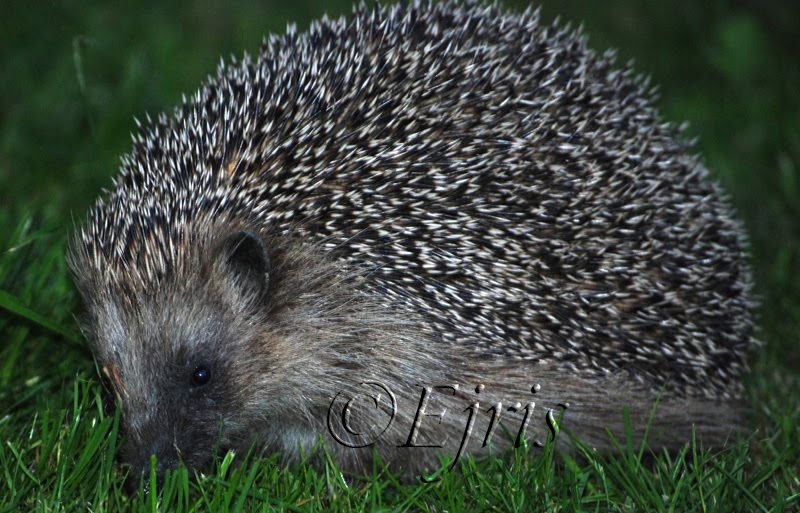 Mina tankar: Bulor i gräsmattan....