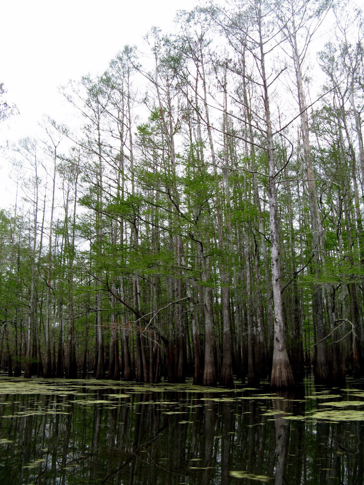 ATCHAFALAYA SWAMP-NATIONAL TREASURE | Que Sera, Sera... Whatever Will ...