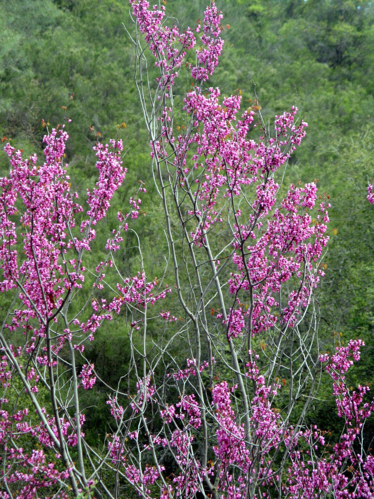 California State Flower | Que Sera, Sera... Whatever Will Be, Will Be...
