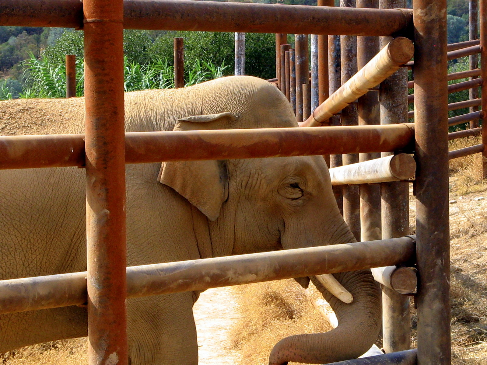 Mary's Ramblin's: PERFORMING ANIMAL WELFARE SANCTUARY