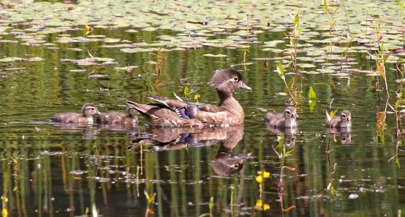 LizzieJane: Wool and Mink