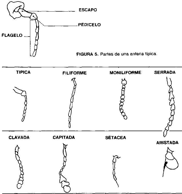 insectachira: Tipos de Antenas