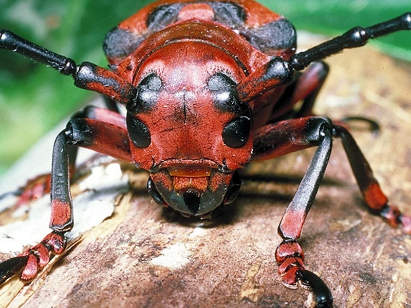 LA CLASIFICACION DE LOS ANIMALES: los insectos