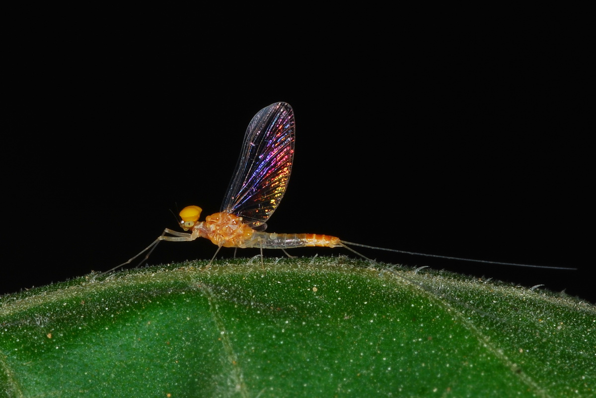 DESDE MI CHAJURDO: Centroptilum luteolum?