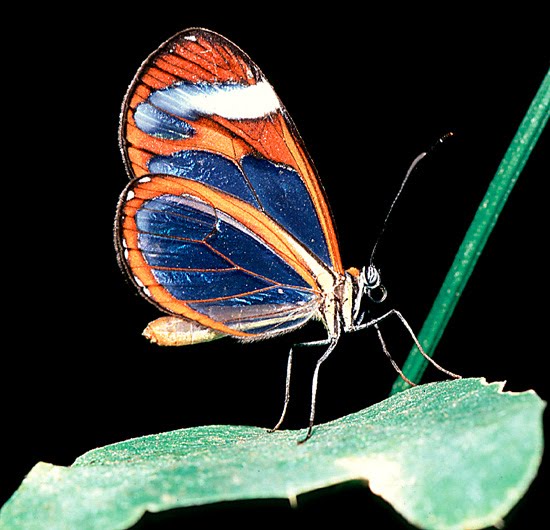 Things That Are Special: Glass Winged butterflies