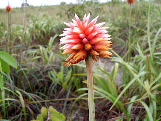 GRUPO AKAYU: FLOR DE INIRIDA