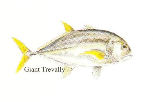 Kenali Spesis Ikan Air Masin Malaysia (Bahagian 2) | Blues Riders