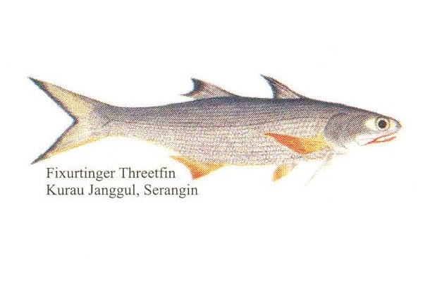 Kenali Spesis Ikan Air Masin Malaysia (Bahagian 2) | Blues Riders