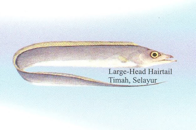 Kenali Spesis Ikan Air Masin Malaysia (Bahagian 2) | Blues Riders