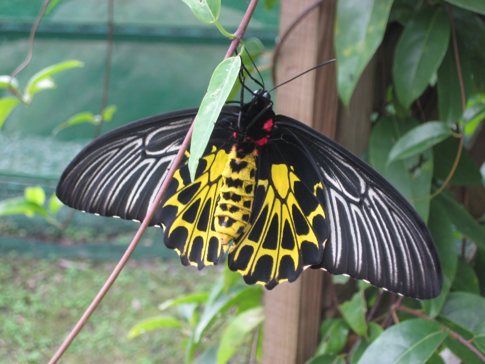 Taiwan: The Bradt Travel Guide: Butterflies big and small