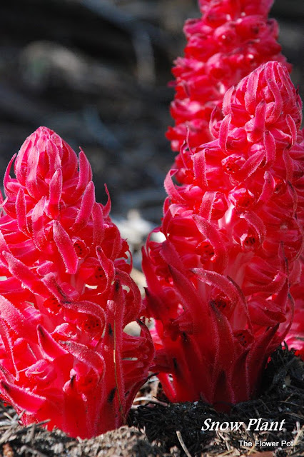 The Flower Pot: Snow Plant