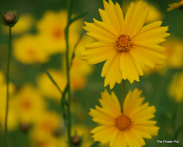 The Flower Pot: Eared Coreopsis
