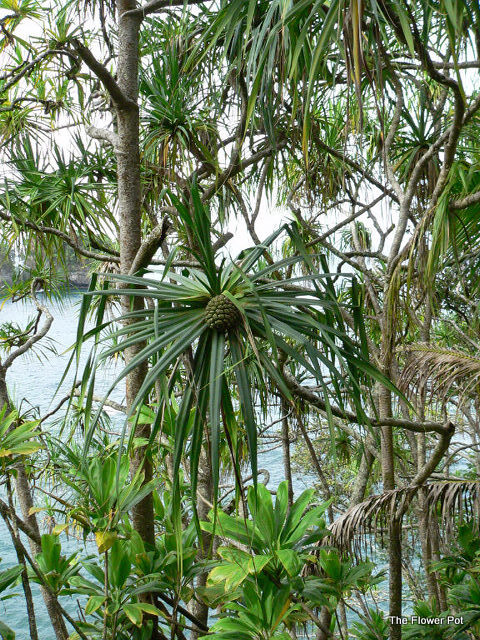 The Flower Pot: Hala Fruit and Tree