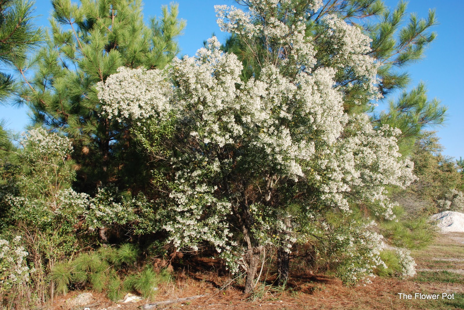 The Flower Pot: Groundsel Tree