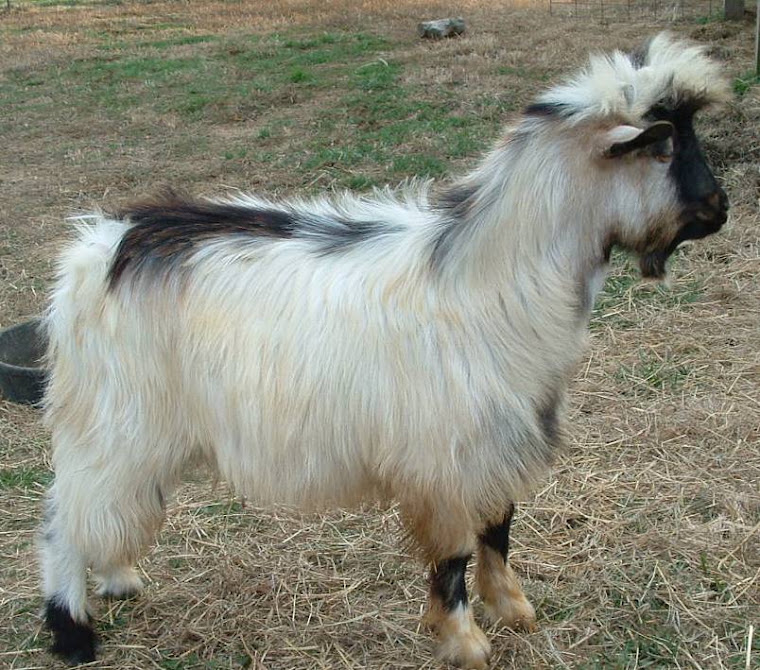 Scape Goat Ranch