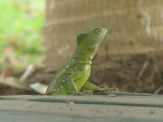 Reserva Esperanza Verde.: Reptiles Reserva Esperanza Verde