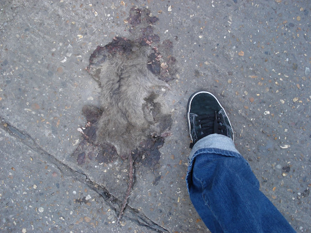 Rat Invasion: Dead Rat! Squashed Rat!