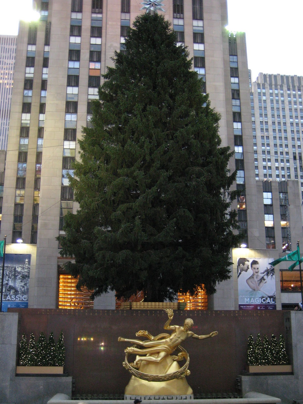 Long Island's Garden Girl ~: The Christmas Tree Conundrum