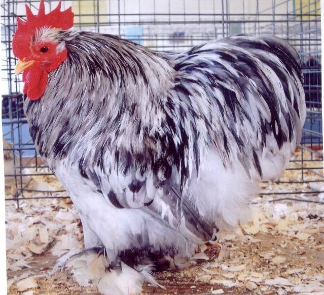 Animals & Birds Lovers: Fancy & Rare Hens