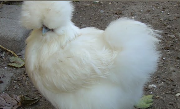 Animals & Birds Lovers: Fancy & Rare Hens