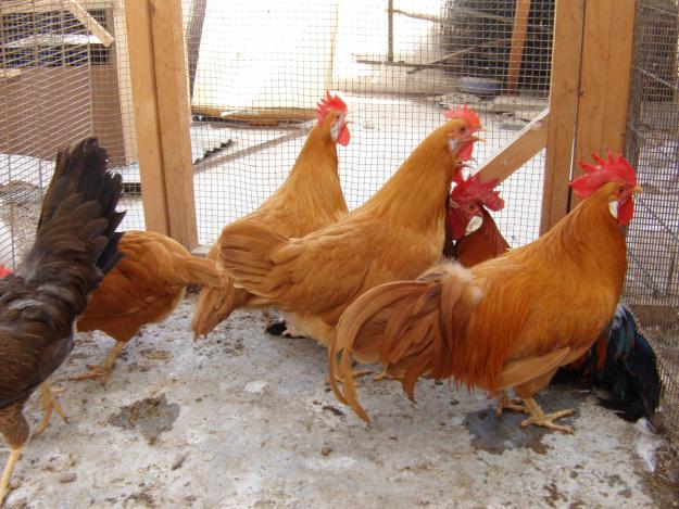 Animals & Birds Lovers: Fancy & Rare Hens