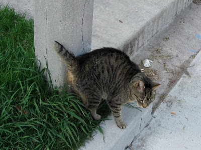 CAT ABOUT TOWN: Stub-tail cat