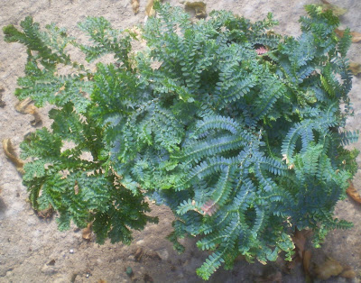 Plants are the Strangest People: 02/01/2012 - 03/01/2012