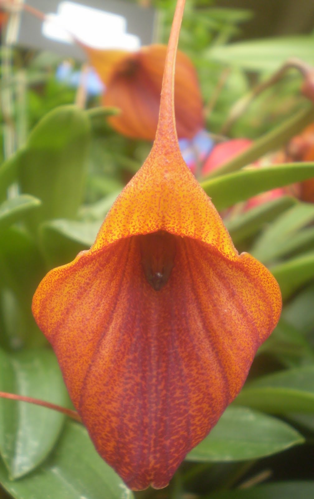 Plants are the Strangest People: Pretty picture: Masdevallia Prince ...