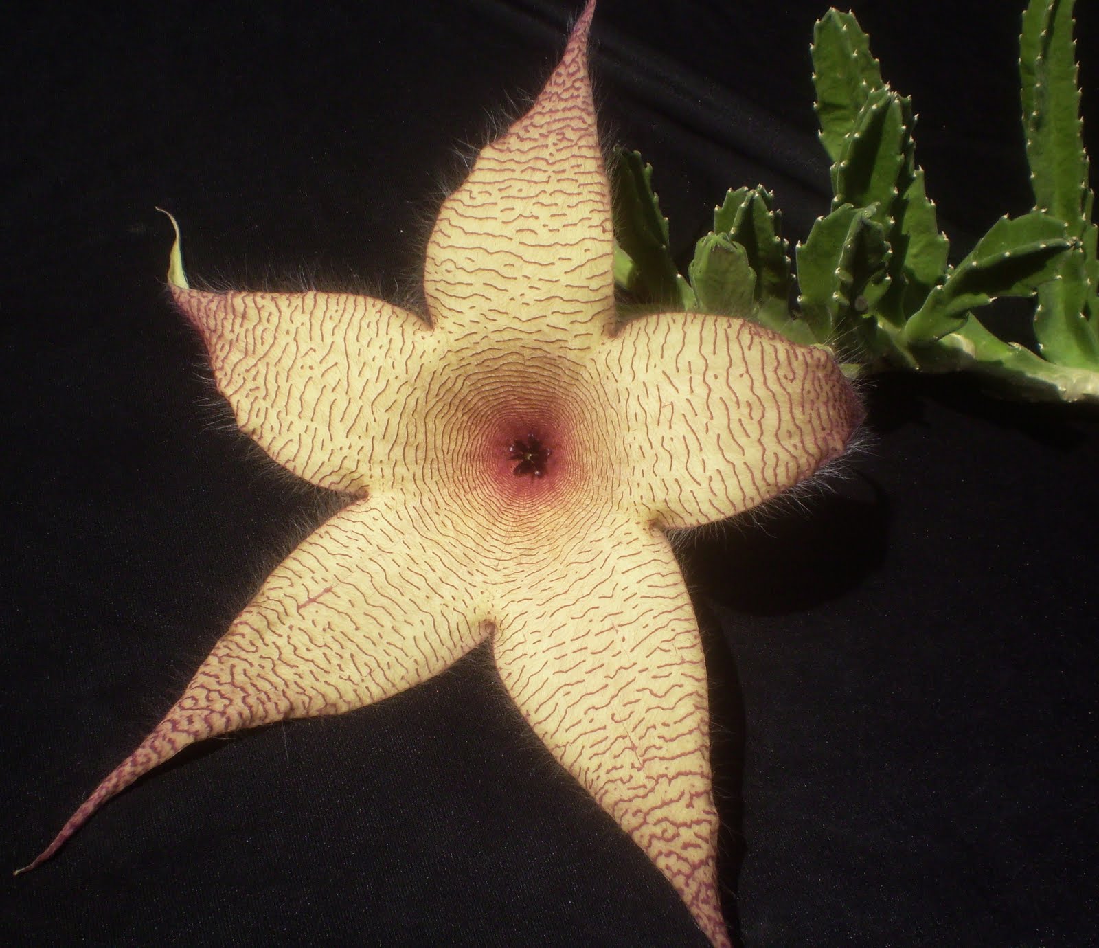 Plants are the Strangest People: Random plant event: Stapelia gigantea ...