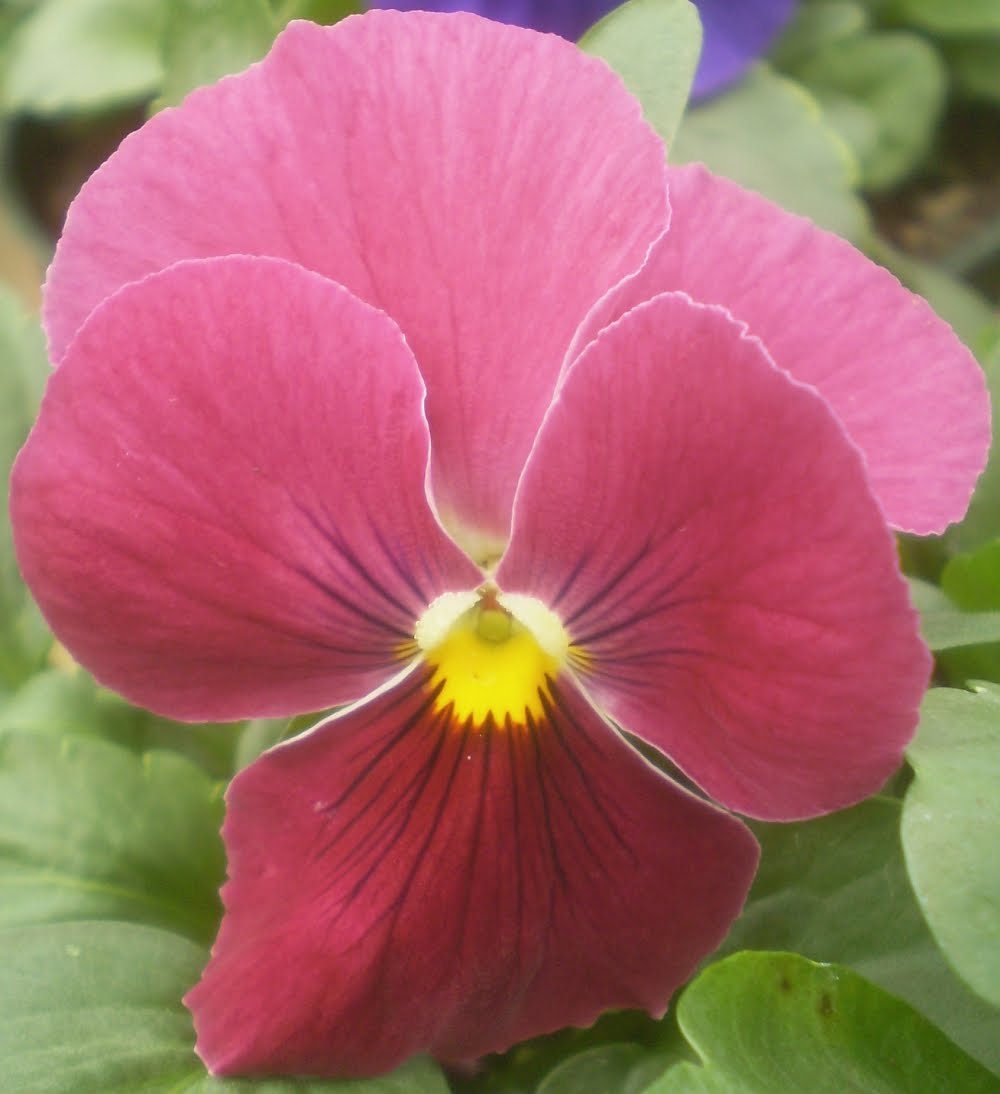 Plants are the Strangest People: Pretty pictures: Viola cvv.