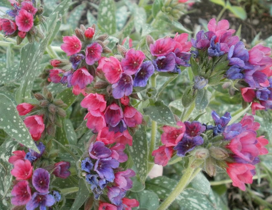 Plants are the Strangest People: Pretty pictures: Pulmonaria 'Raspberry ...