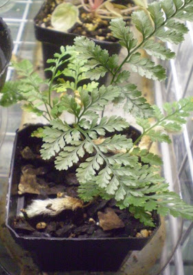 Plants are the Strangest People: Glinda, the Good Witch of the North ...