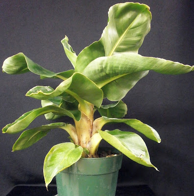 Plants are the Strangest People: Random plant event: Musa x 'Cheeka ...