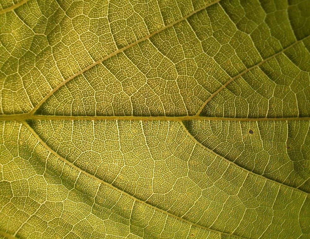 Plants are the Strangest People: [Exceptionally] Pretty pictures ...